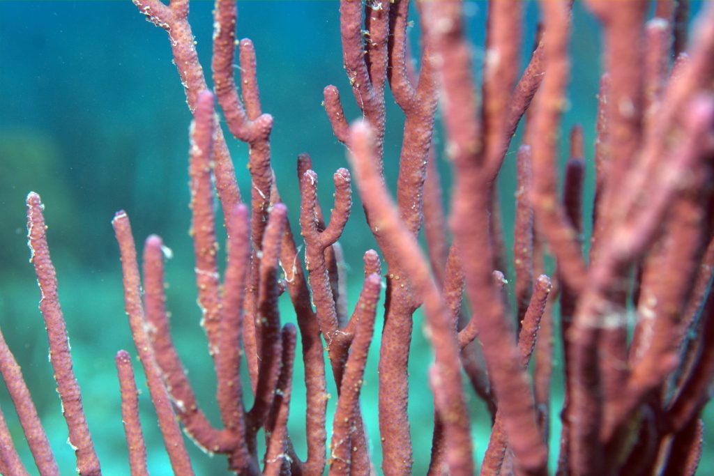 Reef Relief | Learn. Explore. Act Now.